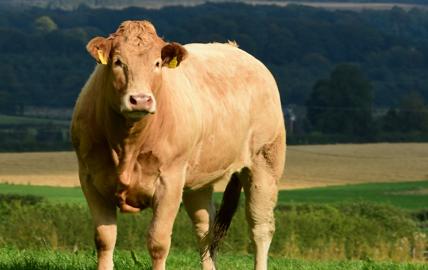 European Beef and Lamb Brochure | European Beef & Lamb